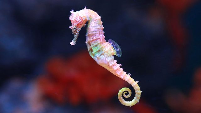 10 Sagittarius Spirit Animals (Definitive Answer) • Mysticado