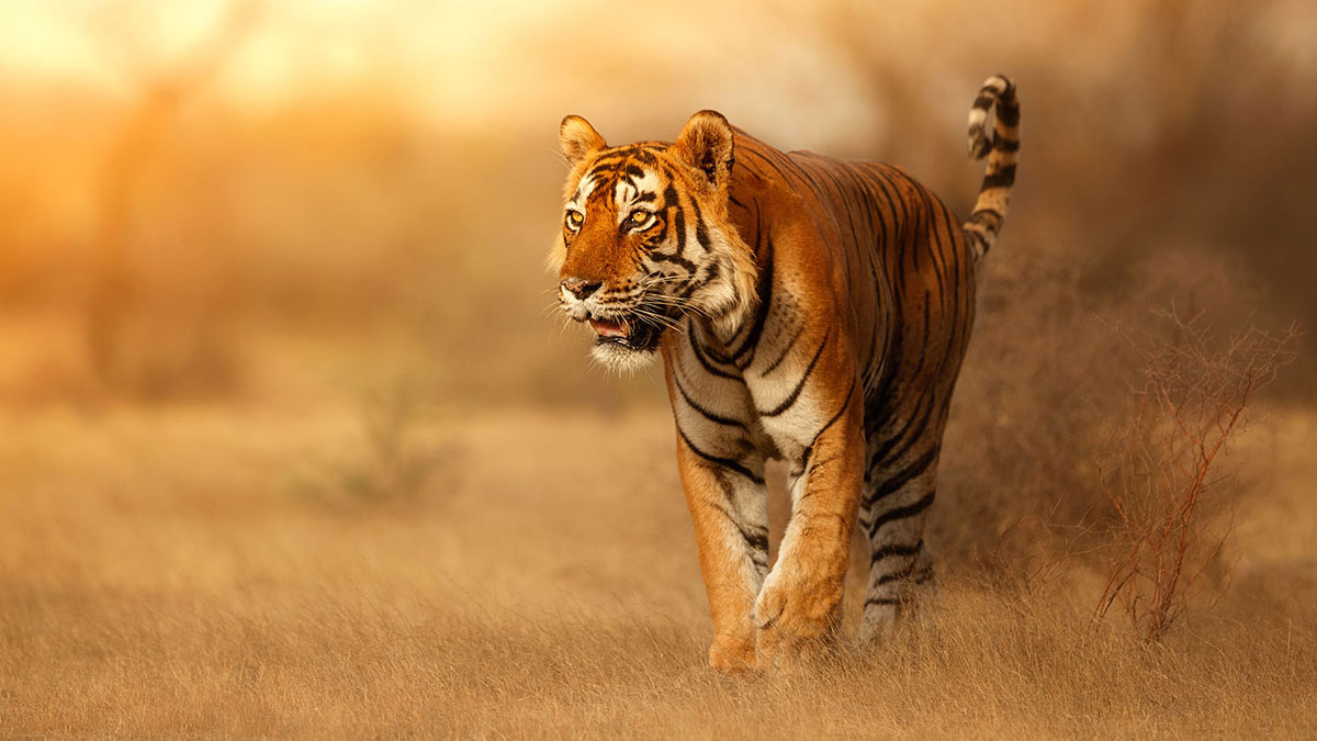 10 Sagittarius Spirit Animals (Definitive Answer) • Mysticado